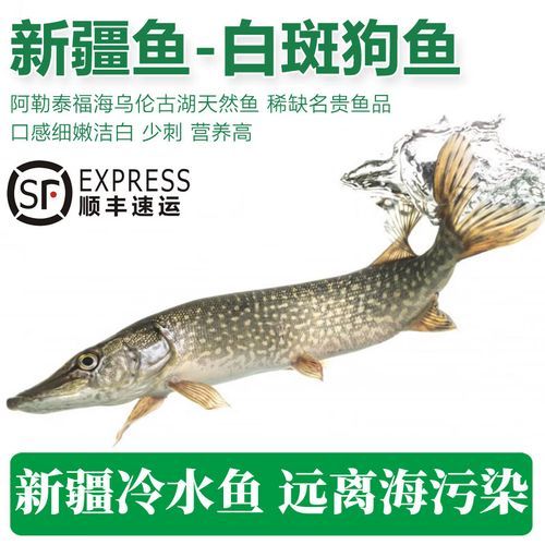 白斑狗鱼多少钱一斤_白斑狗鱼价格行情-第2张图片-山城妙识