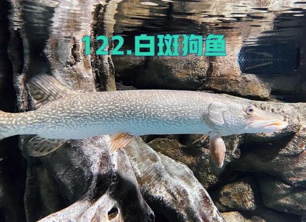 白斑狗鱼多少钱一斤_白斑狗鱼价格行情-第3张图片-山城妙识