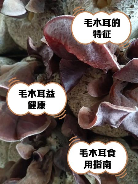 云耳和木耳的功效区别_云耳和木耳哪个更补血-第3张图片-山城妙识