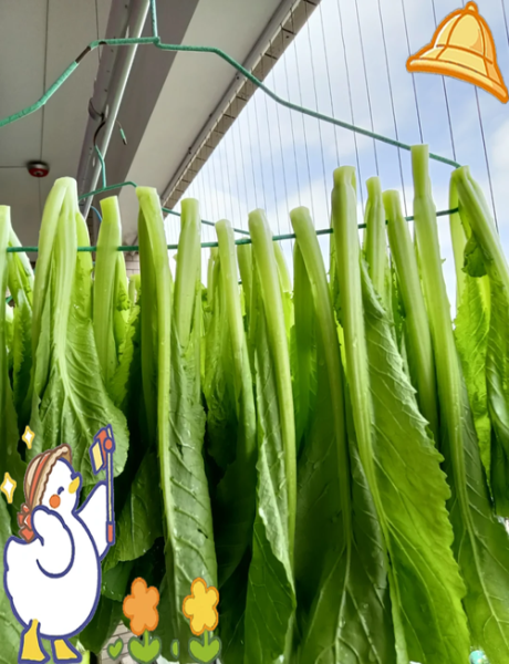 芥菜梗怎么腌制才脆_芥菜梗腌制多久可以吃-第1张图片-山城妙识 芥菜梗怎么腌制才脆_芥菜梗腌制多久可以吃-第1张图片-山城妙识