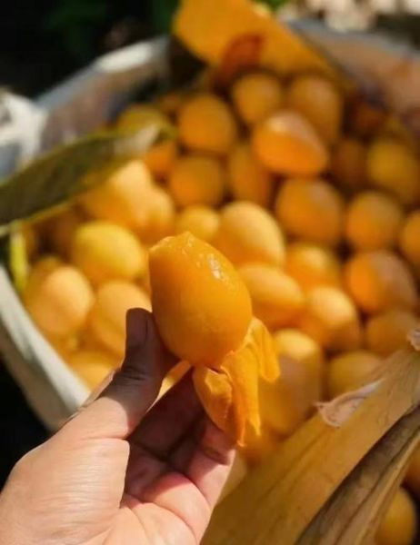 枇杷果长什么样子_枇杷果外形特征-第3张图片-山城妙识