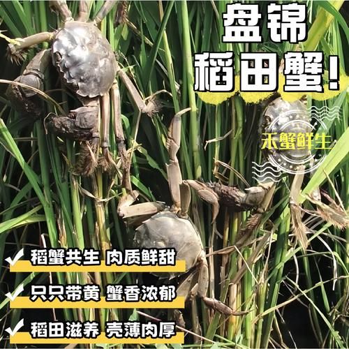 盘锦河蟹批发多少钱一斤_盘锦河蟹价格走势-第1张图片-山城妙识