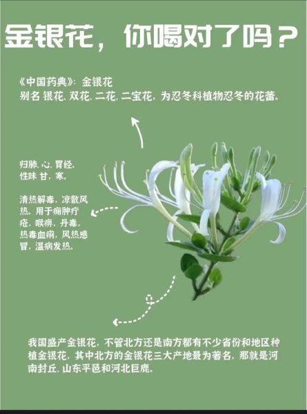 金银花有什么副作用_金银花泡水喝的禁忌-第1张图片-山城妙识