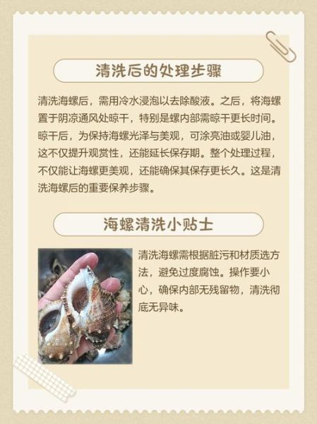 海螺怎么清洗干净_海螺煮多久才熟-第2张图片-山城妙识