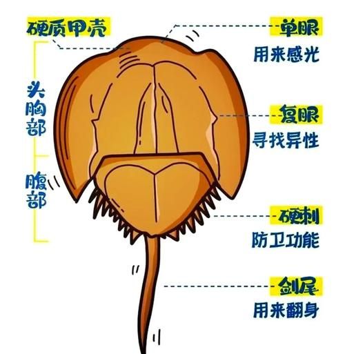 鲎怎么读拼音_鲎是什么动物-第1张图片-山城妙识