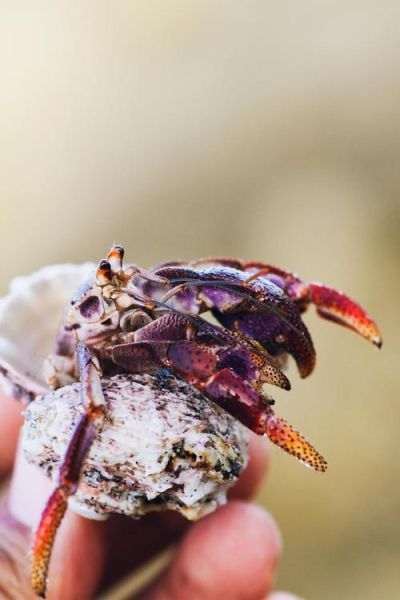 鲎怎么读拼音_鲎是什么动物-第3张图片-山城妙识