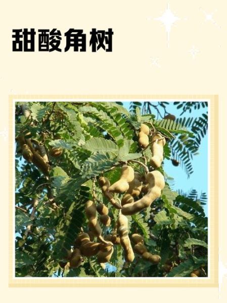 甜角树图片_甜角树长什么样-第1张图片-山城妙识