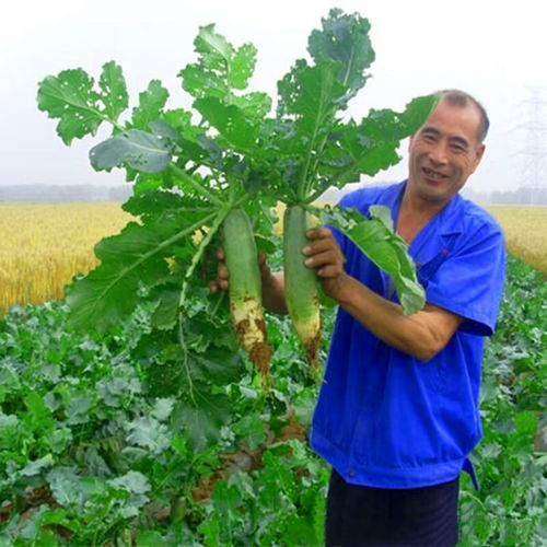 沙窝萝卜怎么挑选_沙窝萝卜价格多少钱一斤-第1张图片-山城妙识 沙窝萝卜怎么挑选_沙窝萝卜价格多少钱一斤-第1张图片-山城妙识