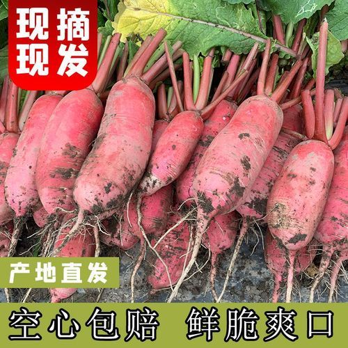 红皮白心萝卜怎么种_红皮白心萝卜的功效与作用-第3张图片-山城妙识