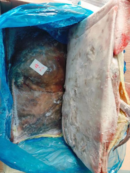 老板鱼怎么处理_老板鱼怎么清洗去腥-第2张图片-山城妙识 老板鱼怎么处理_老板鱼怎么清洗去腥-第2张图片-山城妙识