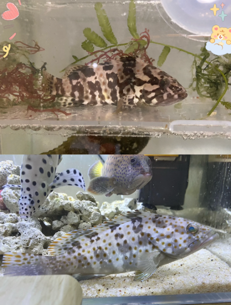 十大名贵石斑鱼有哪些_价格为什么那么高-第2张图片-山城妙识 十大名贵石斑鱼有哪些_价格为什么那么高-第2张图片-山城妙识