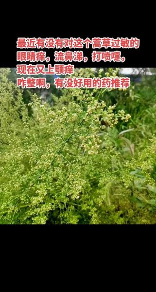 蒿草过敏几月份最严重_如何提前预防-第3张图片-山城妙识 蒿草过敏几月份最严重_如何提前预防-第3张图片-山城妙识