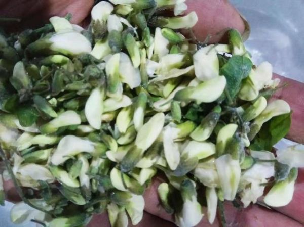 冷冻槐花吃之前需要焯水吗_冷冻槐花焯水时间多久-第2张图片-山城妙识