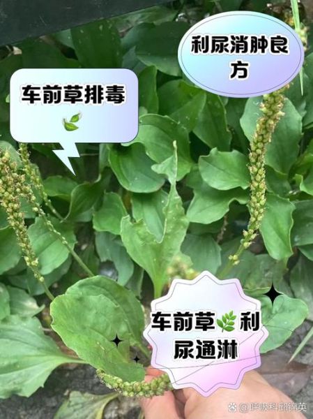 车前草什么人不能吃_车前草禁忌人群有哪些-第3张图片-山城妙识 车前草什么人不能吃_车前草禁忌人群有哪些-第3张图片-山城妙识