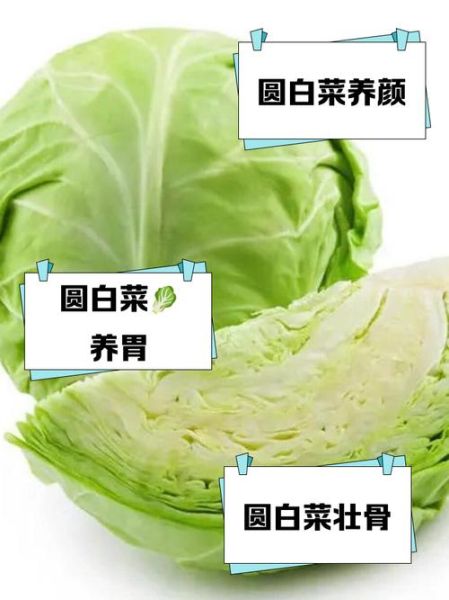 圆白菜热量高吗_圆白菜能减肥吗-第2张图片-山城妙识 圆白菜热量高吗_圆白菜能减肥吗-第2张图片-山城妙识