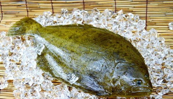 鲽鱼是深海鱼吗_鲽鱼是淡水鱼吗-第3张图片-山城妙识