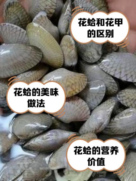 蛤蜊和花甲哪个好吃_口感营养大比拼-第1张图片-山城妙识