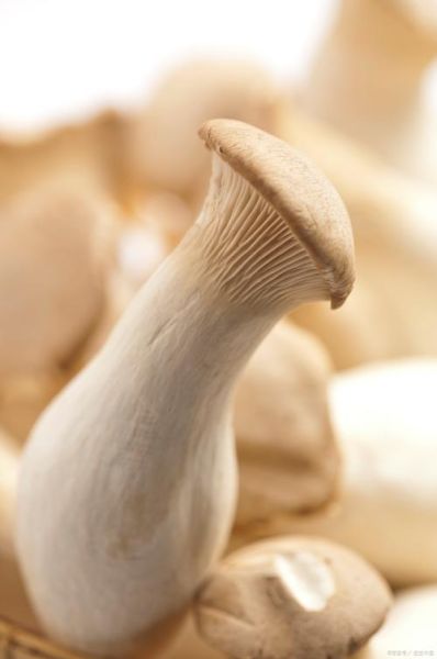 鸡腿菇图片大全大图唯美_如何拍出高清质感-第1张图片-山城妙识