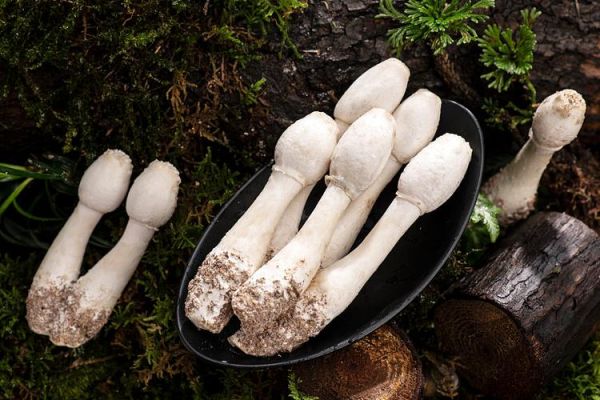 鸡腿菇图片大全大图唯美_如何拍出高清质感-第3张图片-山城妙识