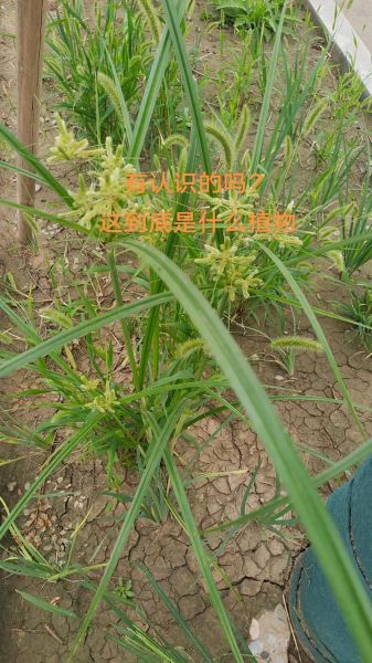 三棱草和香附子的区别_如何快速区分-第2张图片-山城妙识