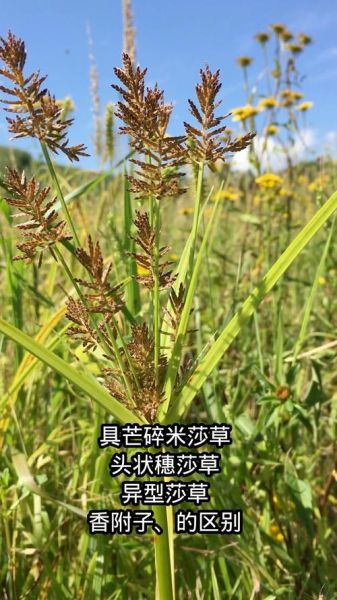 三棱草和香附子的区别_如何快速区分-第1张图片-山城妙识