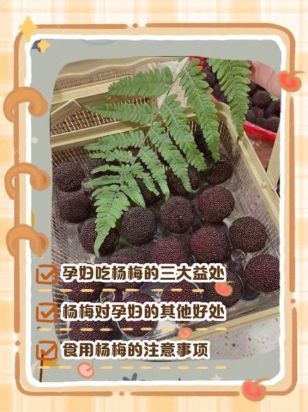 杨梅干孕妇可以吃吗_孕妇吃杨梅干注意事项-第3张图片-山城妙识 杨梅干孕妇可以吃吗_孕妇吃杨梅干注意事项-第3张图片-山城妙识