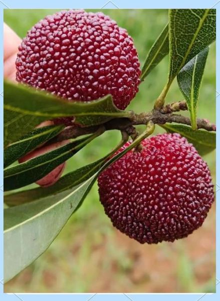 杨梅干孕妇可以吃吗_孕妇吃杨梅干注意事项-第2张图片-山城妙识 杨梅干孕妇可以吃吗_孕妇吃杨梅干注意事项-第2张图片-山城妙识