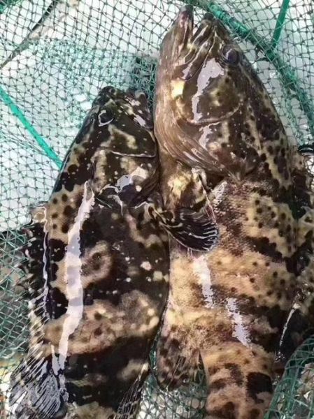 海里石斑鱼多少钱一斤_野生石斑鱼价格-第1张图片-山城妙识 海里石斑鱼多少钱一斤_野生石斑鱼价格-第1张图片-山城妙识