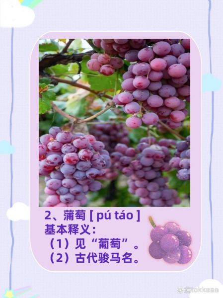 葡萄的拼音怎么写_葡萄组词有哪些-第2张图片-山城妙识