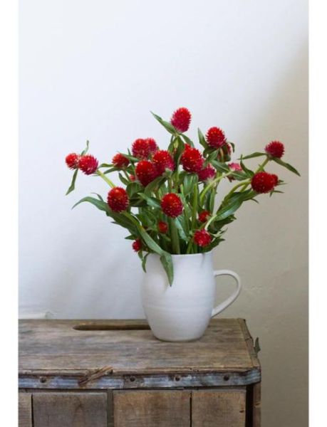 千日红的功效与作用_千日红泡水喝有什么禁忌-第3张图片-山城妙识 千日红的功效与作用_千日红泡水喝有什么禁忌-第3张图片-山城妙识