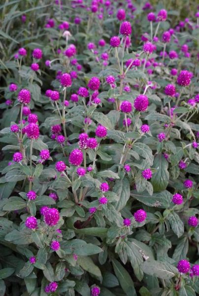 千日红的功效与作用_千日红泡水喝有什么禁忌-第1张图片-山城妙识 千日红的功效与作用_千日红泡水喝有什么禁忌-第1张图片-山城妙识