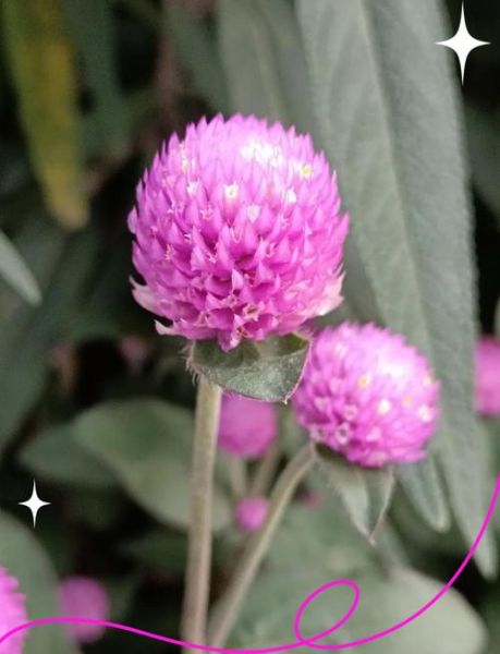 千日红的功效与作用_千日红泡水喝有什么禁忌-第2张图片-山城妙识 千日红的功效与作用_千日红泡水喝有什么禁忌-第2张图片-山城妙识