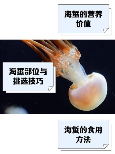 海蜇是什么_海蜇是水母吗-第2张图片-山城妙识 海蜇是什么_海蜇是水母吗-第2张图片-山城妙识