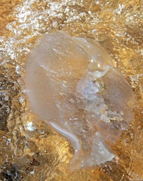 海蜇是什么_海蜇是水母吗-第1张图片-山城妙识 海蜇是什么_海蜇是水母吗-第1张图片-山城妙识