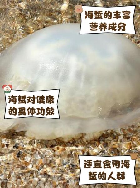 海蜇是什么_海蜇是水母吗-第3张图片-山城妙识 海蜇是什么_海蜇是水母吗-第3张图片-山城妙识