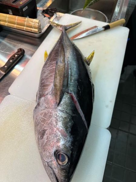 金枪鱼高清图哪里找_金枪鱼高清图怎么拍-第1张图片-山城妙识