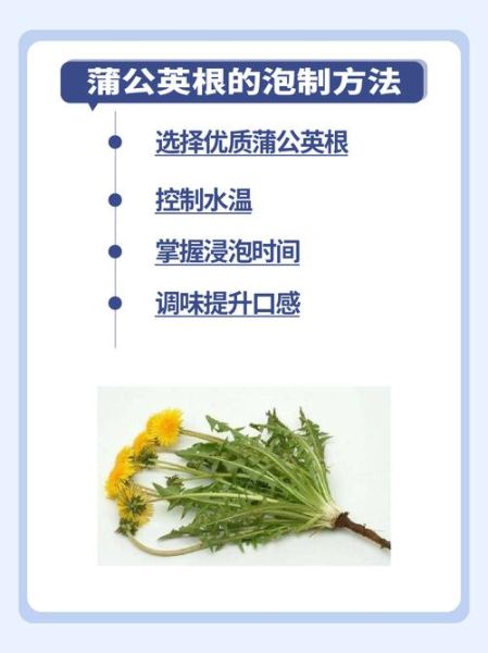 经常蒲公英泡水喝好吗_长期喝蒲公英水有什么副作用-第2张图片-山城妙识