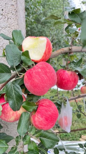 苹果品种大全图片_哪种苹果最好吃-第3张图片-山城妙识