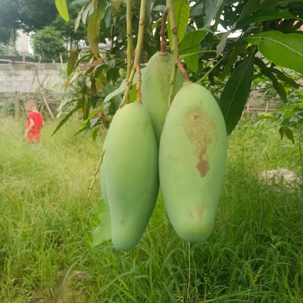 芒果过敏一天比一天严重怎么办_芒果过敏症状加重原因-第3张图片-山城妙识