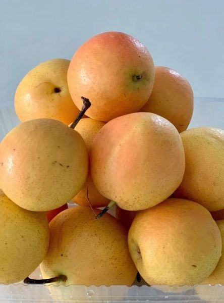 南果梨的产地在哪里_正宗南果梨哪里买-第1张图片-山城妙识 南果梨的产地在哪里_正宗南果梨哪里买-第1张图片-山城妙识