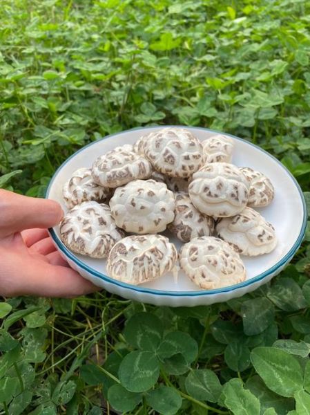 花菇哪里产的最好_花菇产地排名-第3张图片-山城妙识