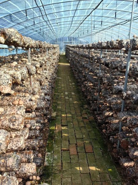 花菇哪里产的最好_花菇产地排名-第1张图片-山城妙识