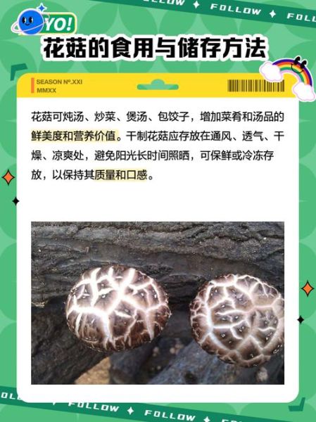 花菇哪里产的最好_花菇产地排名-第2张图片-山城妙识