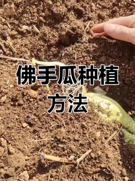 佛手瓜怎么种_佛手瓜种植技术视频-第1张图片-山城妙识