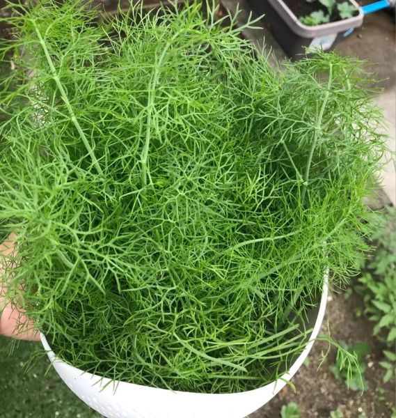 小茴香长什么样_小茴香图片怎么辨认-第2张图片-山城妙识