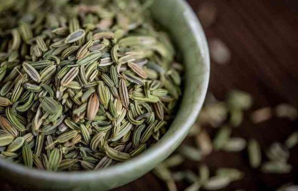 小茴香长什么样_小茴香图片怎么辨认-第3张图片-山城妙识