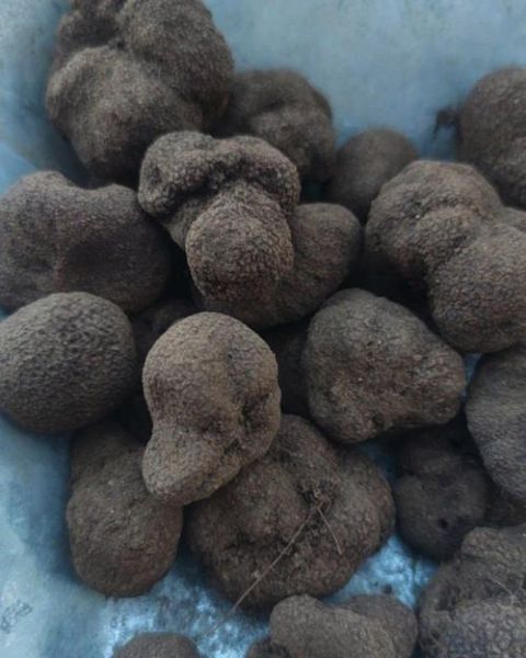 野生黑松露多少钱一斤_如何辨别真假-第2张图片-山城妙识