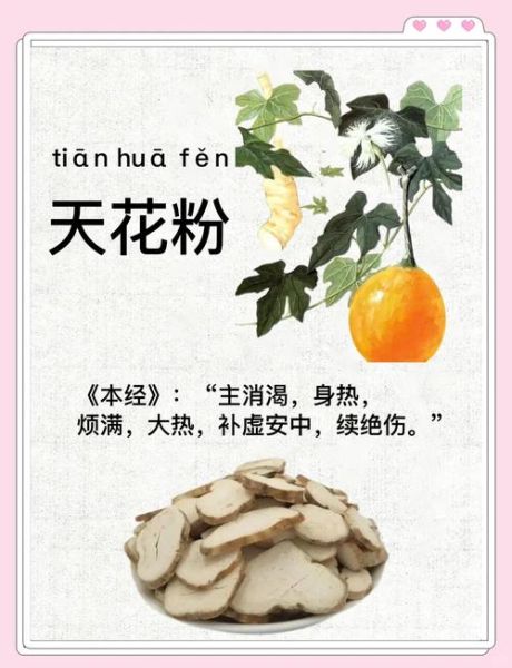 天花粉的功效与作用禁忌_孕妇能吃吗-第2张图片-山城妙识