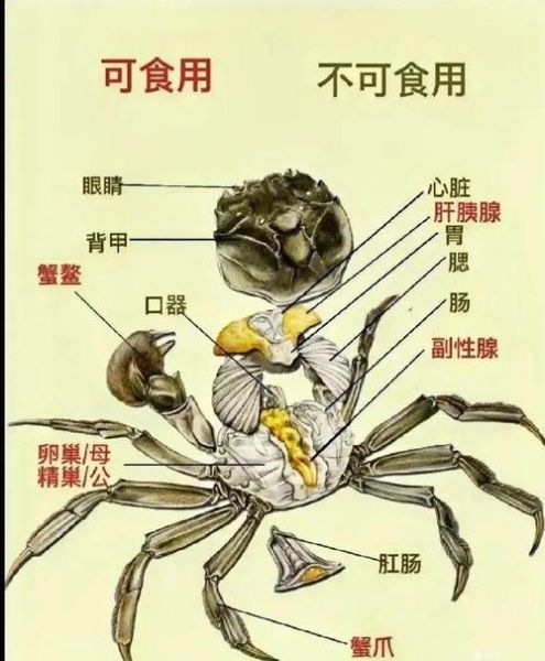 如何吃螃蟹才是正确的_吃螃蟹的正确步骤-第3张图片-山城妙识