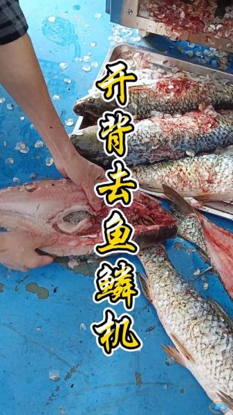 草鱼可以做生鱼片吗_草鱼生鱼片怎么做才安全-第3张图片-山城妙识